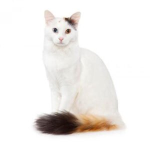 Turkse Van › allesoverkattenrassen.nl
